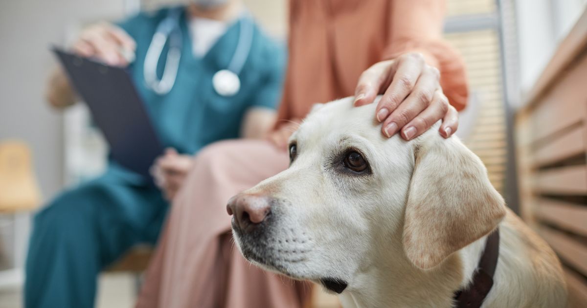 Insurance for Pet Owners - Alex Rue